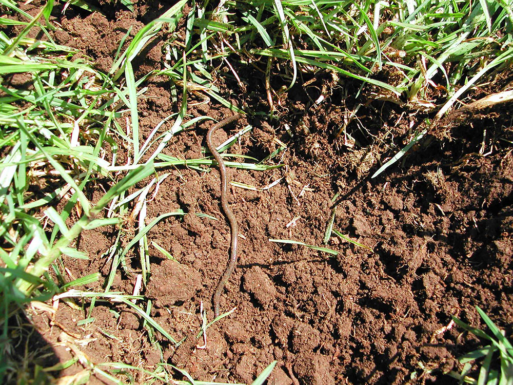 Soil Biology – Soil Health & Plant Nutrition Services